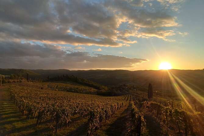 Chianti from Florence:PRIVATE Wine, Olive Oil Tasting in the Tuscan countryside - In The Sum Up