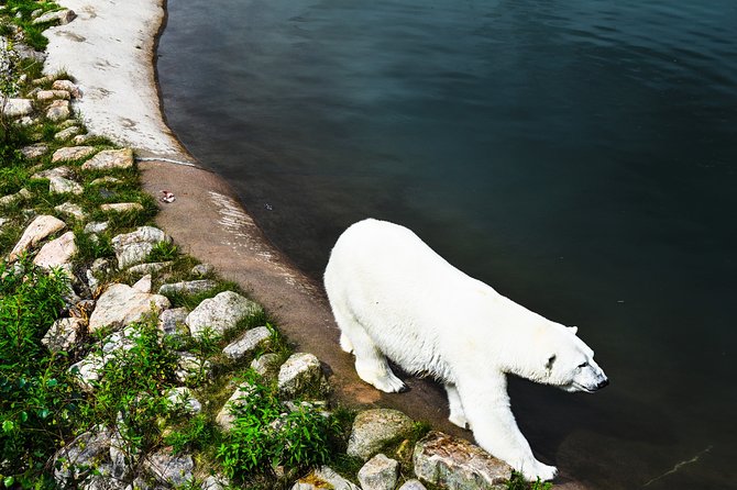 Day Trip to Ranua Arctic Wildlife Park from Rovaniemi - Frequently Asked Questions