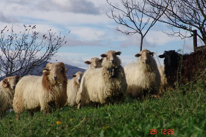Discover the Art of Idiazabal Cheese in the Basque Country - Final Thoughts