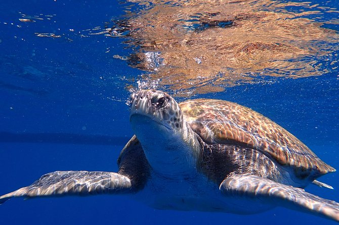 Diving Adventures - Boat and Shore Diving - Final Thoughts