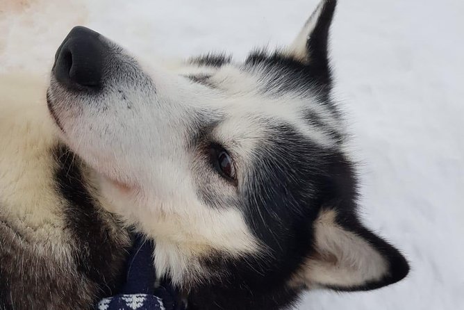 Dogsled Adventure Kiruna - Accessibility and Practical Tips
