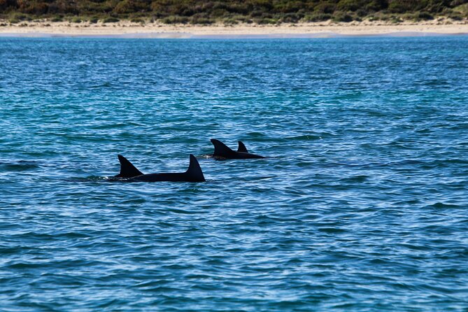 Dolphin Adventure in Sotogrande with Drink Included - FAQ