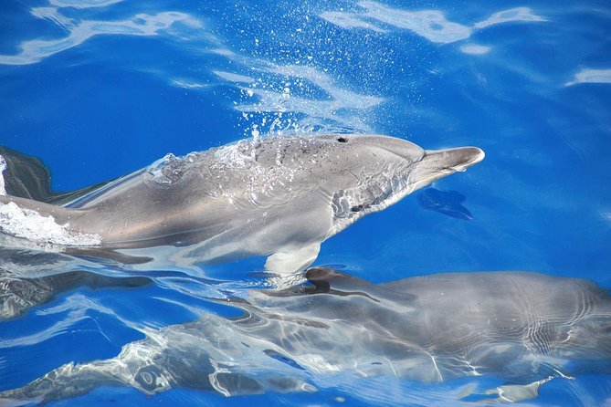 Dolphin and Whale Watching Catamaran Cruise from Funchal - FAQ