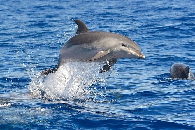Dolphin Watching Boat Excursion to Figarolo Island from Olbia - The Sum Up