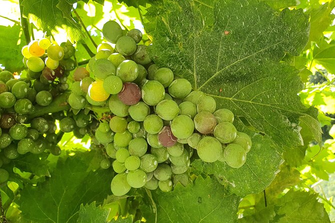 Douro Valley Tour with Train and Vinho Verde - FAQ