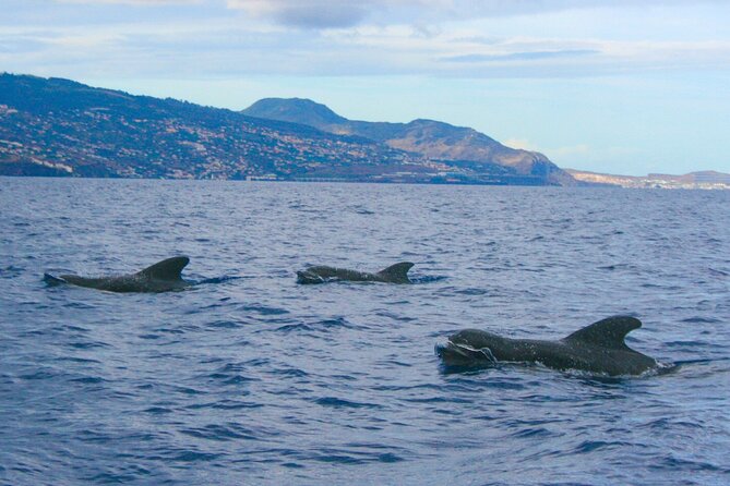 Eco-Friendly Catamaran Dolphin and Whale Watching - FAQ