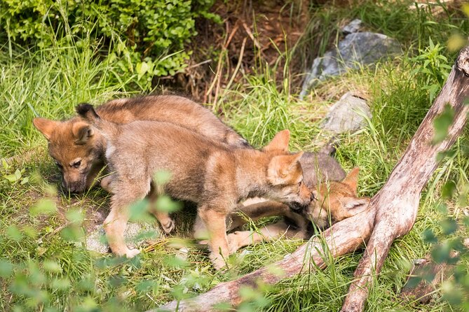 Experience Reindeer Farm and Ranua Wildlife Park in Rovaniemi - Summary: Is It Worth It?