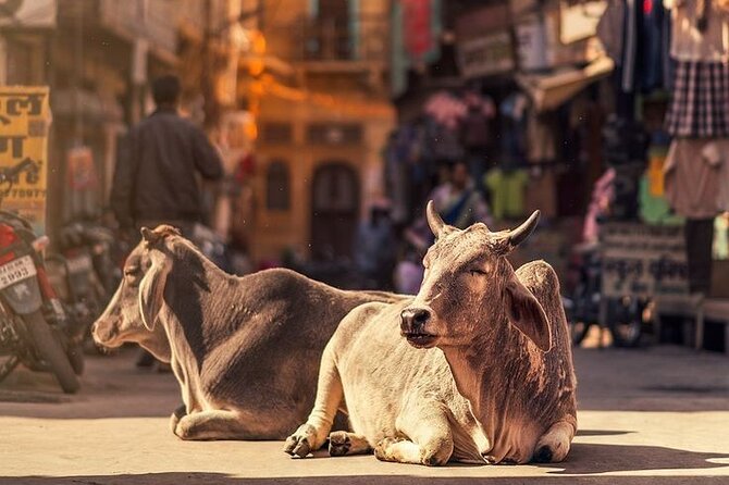 Explore Local Experience Jaipur Sightseeing Tour by Car + Guide - FAQ