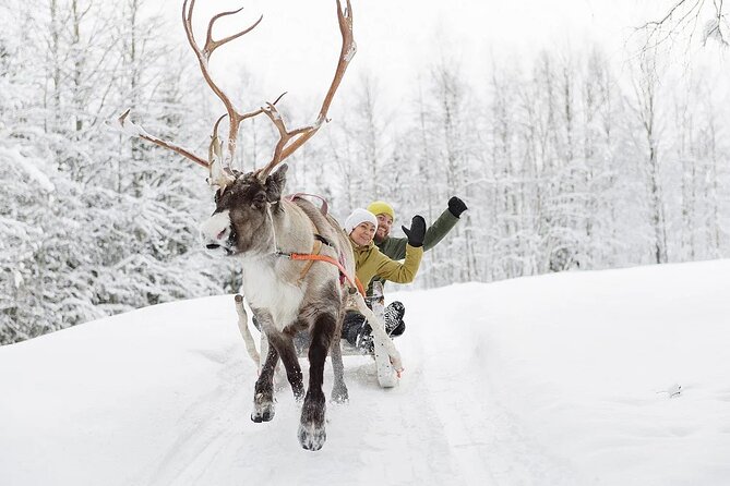 Forest Trail Reindeer Safari - FAQ