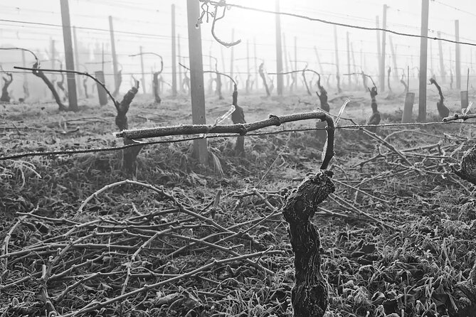 Full day Barolo&Barbaresco Wine Tour from Milano with a local winemaker - Ideal for: