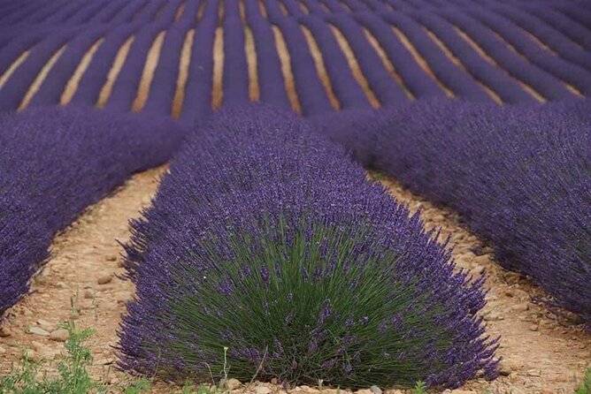 Full-day Private Tour Gorges du Verdon (LAVENDER JUNE 15/JULY 15) - Frequently Asked Questions