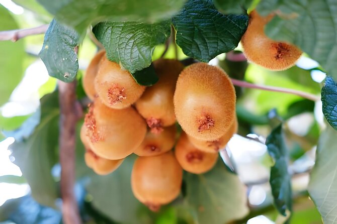 Gastronomical Amalfi Coast Hike with Cooking Class - Who Should Book This Tour?