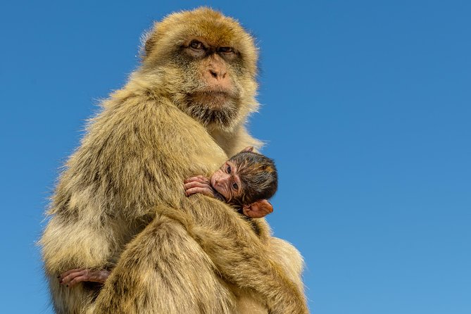 Gibraltar Inside Out Panoramic Tour 1hrs Plus - FAQs