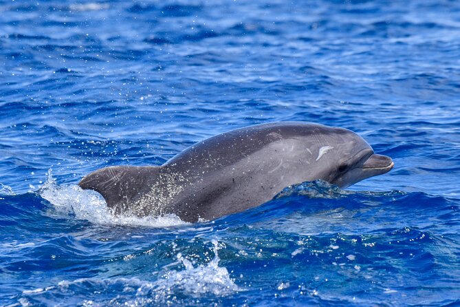 Guided activity in the Heart of Azores with whales and dolphins - FAQs