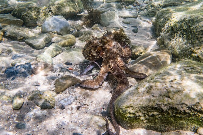 Guided snorkeling route in the Strait Natural Park - Why This Tour Works Well