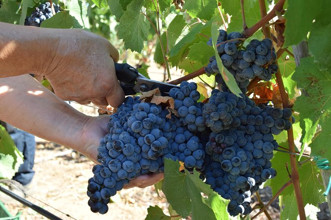 Guided Wine and Olive oil tasting - Reviews Speak Volumes