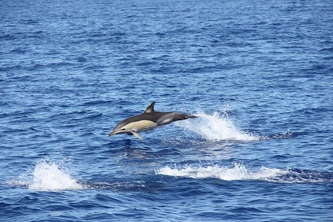 Half-day Catamaran Trip from Funchal - Final Thoughts
