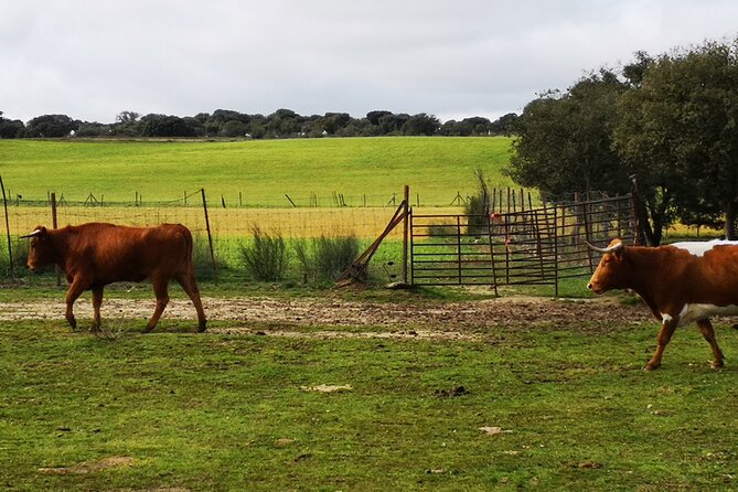 Half-Day Guided Tour to a bull farm in Madrid - Frequently Asked Questions