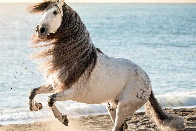 Horse and Flamenco Show in Malaga - Who Will Enjoy This Tour?