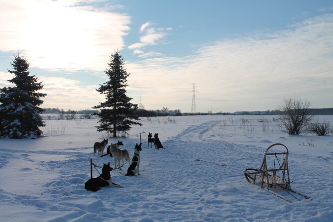 Husky Dog Sledding Tour From Riga - Frequently Asked Questions