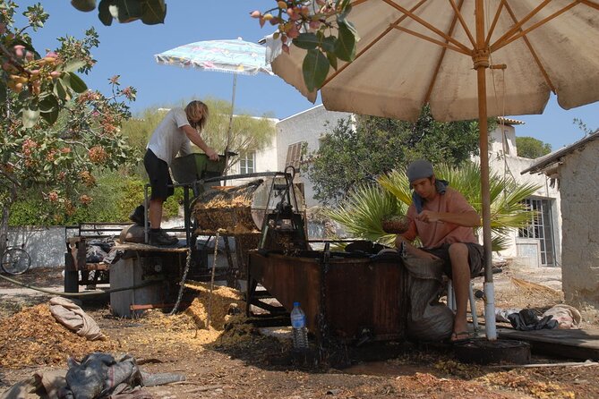 Insightful Pistachio Orchard and Factory Tour - Who Will Love This Tour?