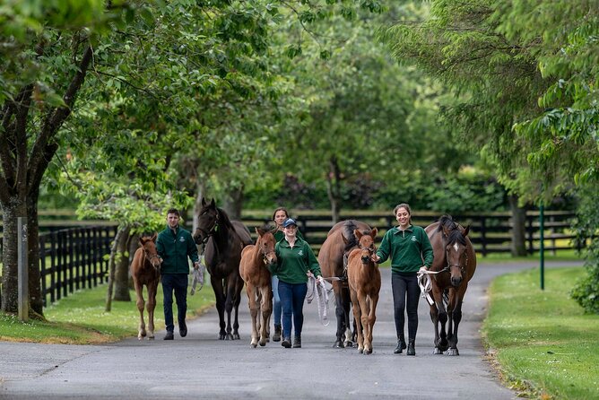 Irish National Stud & Gardens Skip the line Entrance - Authentic Experiences and Authenticity