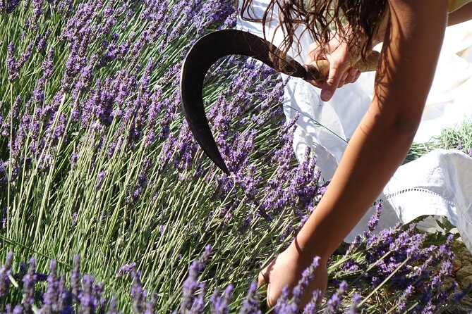 Lavender Harvesting and Distillation Workshop in Bellegarde - Practical Tips for Visitors