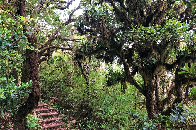 Madeira: Private Guided Walk Vereda Fanal PR13 - The Sum Up