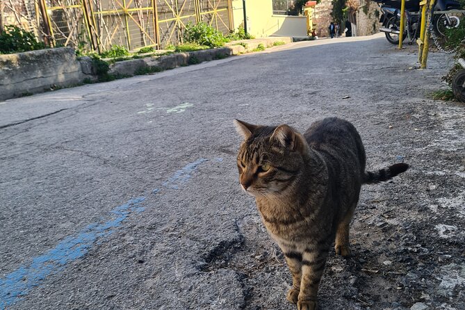 Meet the Cats of Acropolis and Thissio Private Tour - Final Thoughts: Is This Tour Right for You?