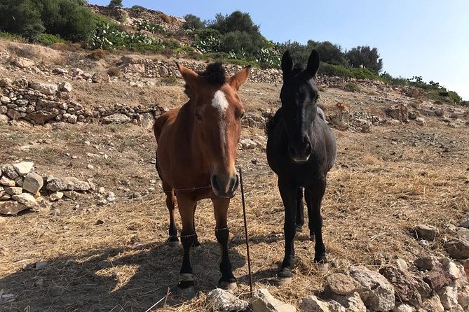 Milos Experience Daily Kimolos Road Trip - Final Thoughts on the Milos Experience Kimolos Day Trip