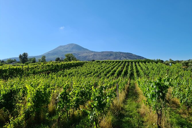 Pompeii Guided Tour & Lunch with Tasting at Two Vesuvian Wineries - The Sum Up
