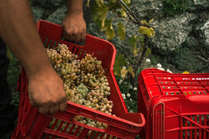 Premium Ischia Wine Tasting Experience with Transfer Included - Who Is This Tour Best For?