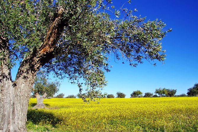 Private Day Trip to Corinth Canal, Sparta and Mystras - Who Should Consider This Tour?