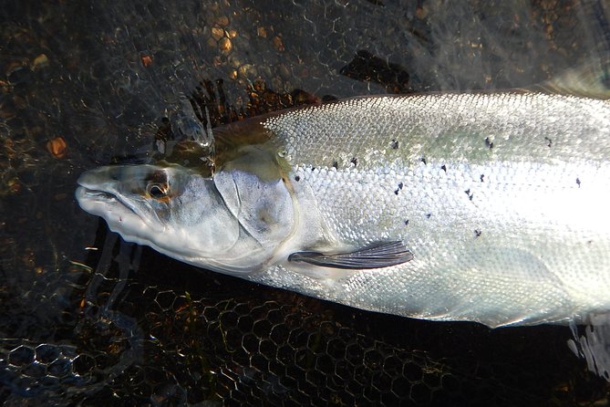 Private Lake and River Fishing Tour from Reykjavik - The Cost: Is It Worth It?