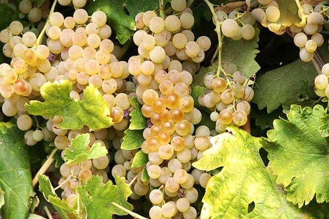 Private Orvieto Daytrip from Rome with Winery Visit - FAQs