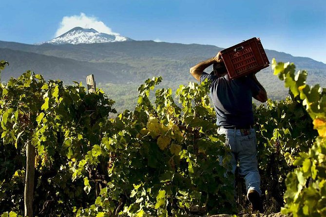 Private Tour of Mount Etna and Etna Winery Visit with Tasting from Syracuse - What Reviews Reveal about the Experience