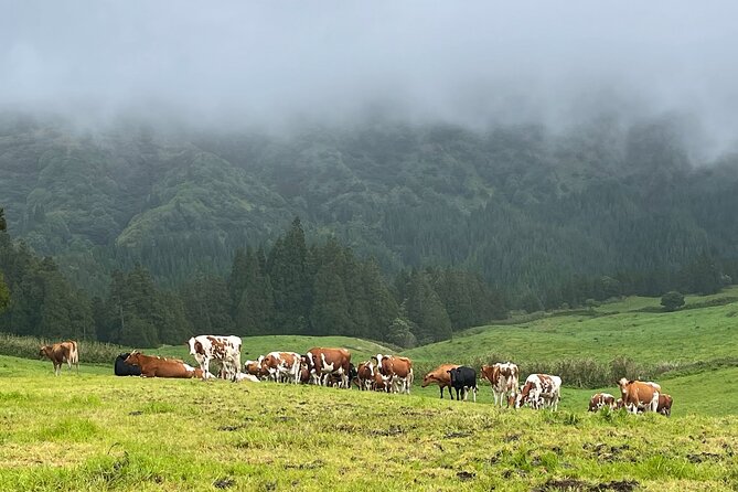 Private Van Tour Half Day Volcanic Lake Sete Cidades - The Sum Up