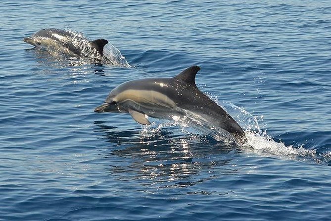 Safari & Boat Tour - Mountains & Dolphins - The Sum Up: Is This Tour Worth It?