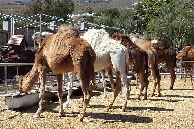 Skip the Line: Camel Park Tenerife Ticket - FAQ