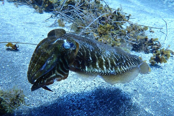 Small Group Snorkeling in Abades Bay with Licensed Guide - Frequently Asked Questions