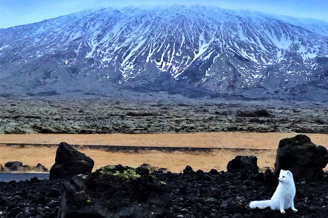 Snaefellsnes Peninsula Full Day Tour from Reykjavik - The Sum Up