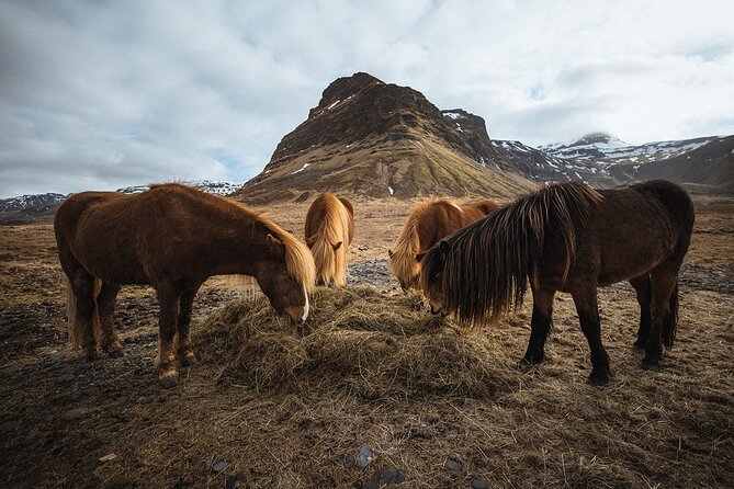 Snæfellsnes Peninsula | Private tour | PRO Photos included - FAQ