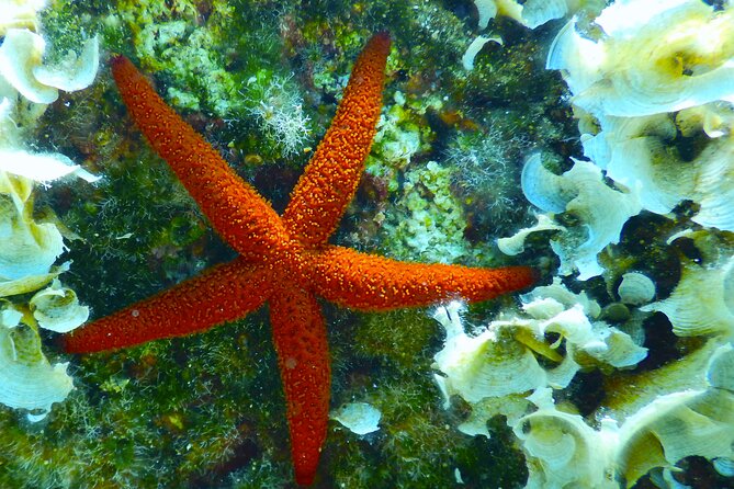 Snorkeling Adventure Trip - The Sum Up