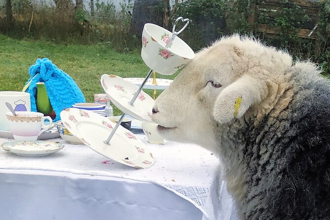 Tea with Naughty Sheep - FAQ