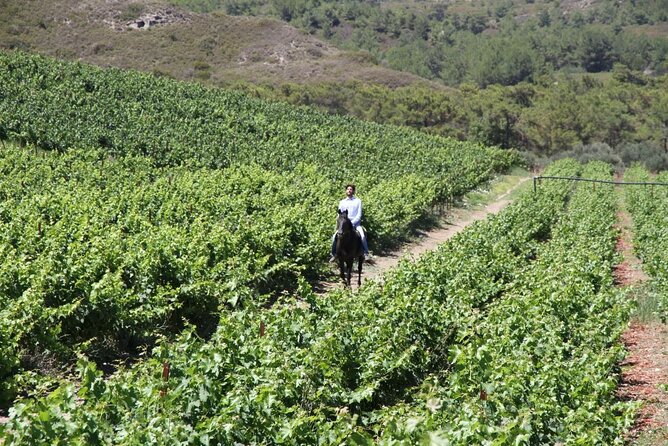Traditional Greek COOKING class and Wine Tasting in Rhodes - Final Thoughts
