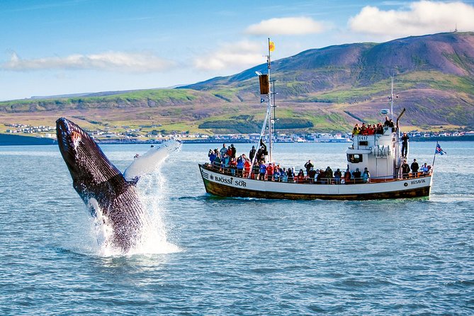 Traditional Oak Ship Whale Watching Tour From Husavik - The Sum Up