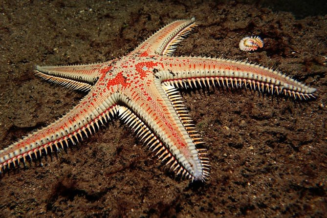 Try Dive - PADI Discover Scuba Diving in Tenerife - Final Thoughts: Is It Worth It?