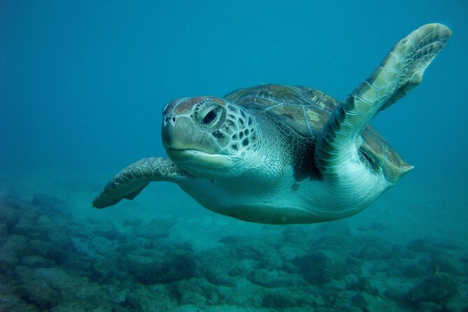 Try Scuba Diving in a turtle area (boat) - Who Is This Tour Best For?