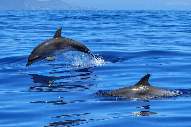 Whale & Dolphin Watching Boat Trip in Tenerife On a Sailing Boat (3 Hr) - FAQ