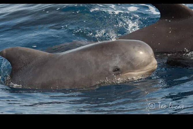 Whale watching and snorkelling in the whale sanctuary - FAQ